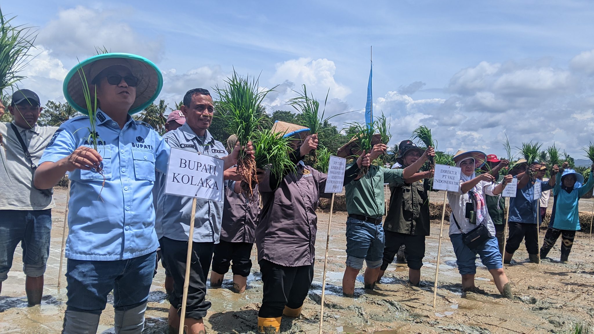 Demplot Padi di Puubunga: Harapan Baru dari Tanah yang Terus ...